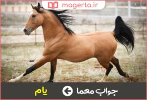 اسب چاپار در حل جدول - ماگرتا