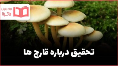 تحقیق درباره قارچ ها و انواع آن ها ️ + ساختار و کاربرد - ماگرتا