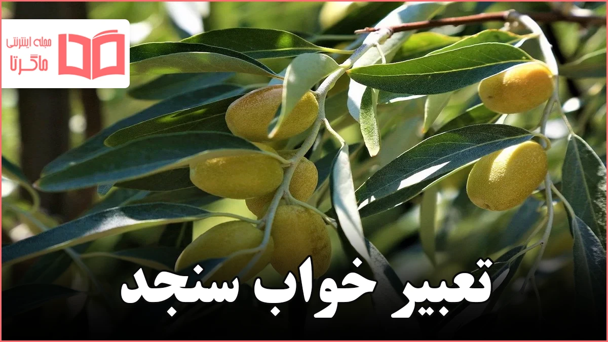 تعبیر خواب سنجد 🌿+ نشانه‌هایی از فراوانی و برکت در زندگی - ماگرتا